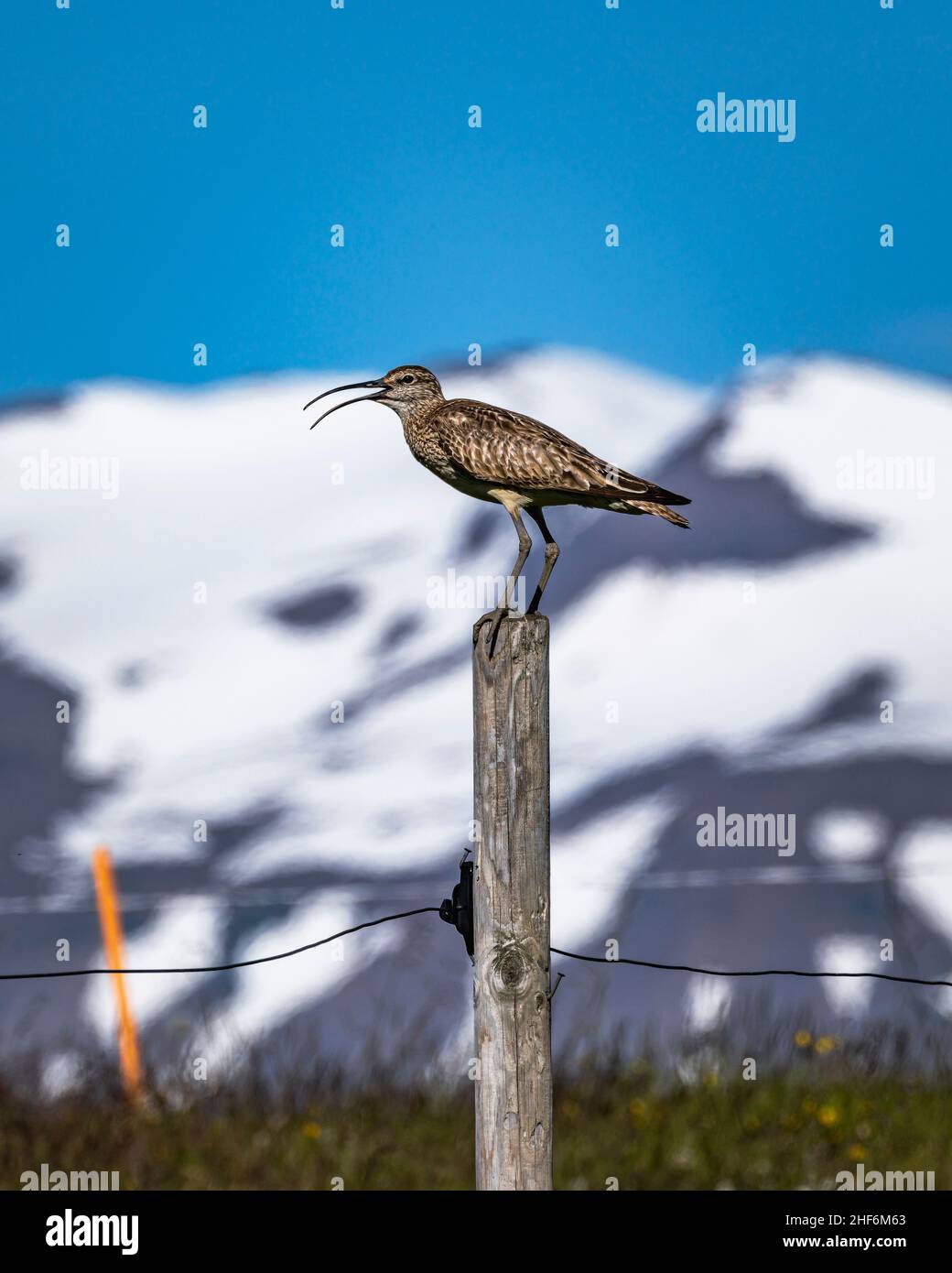 Curlew island hi-res stock photography and images - Alamy