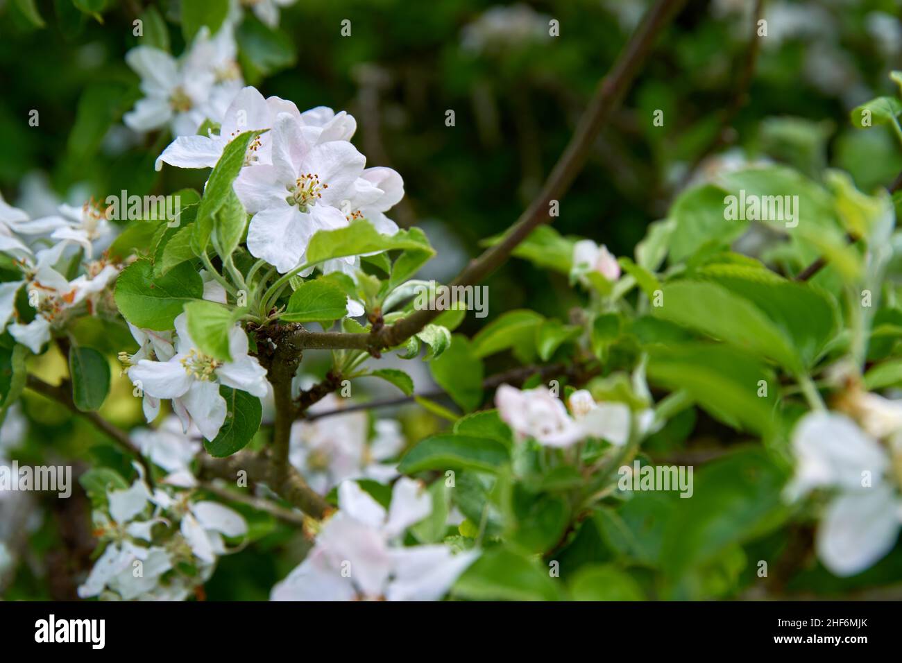 White Apple Blossoms. Apple blossoms and sunshine in the Spring Stock ...