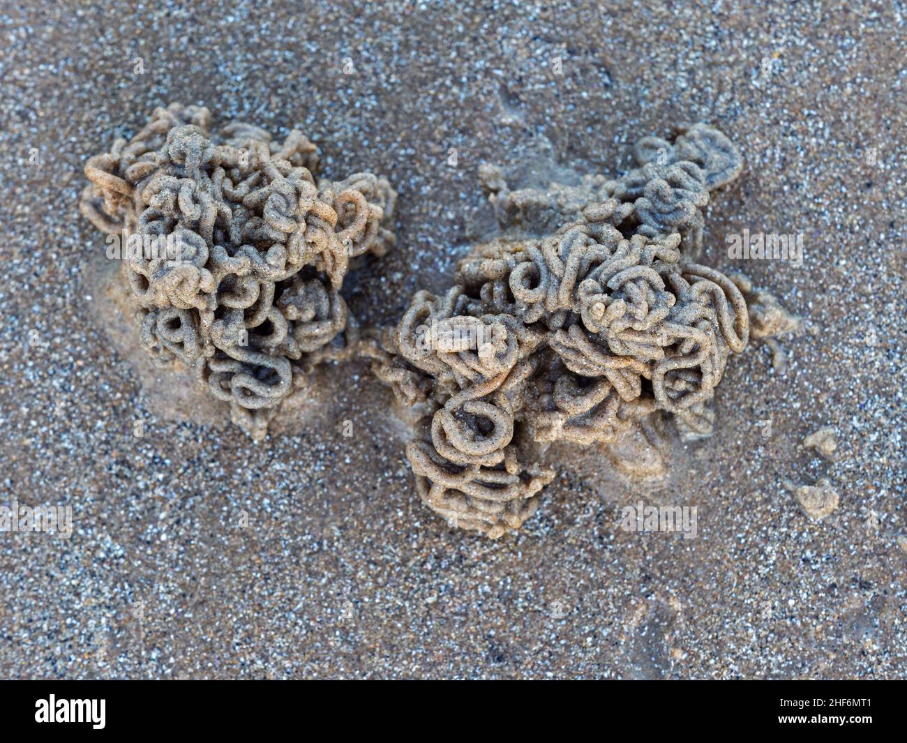 Lugworm sandworm arenicola marina burrow hi-res stock photography and ...