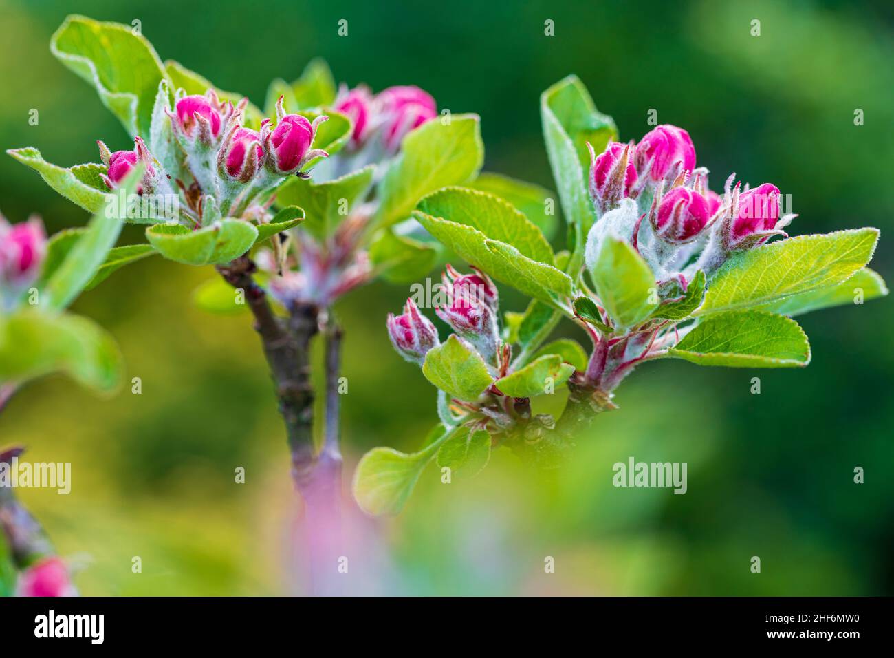 Spring apple blossom, inflorescence, close-up Stock Photo - Alamy