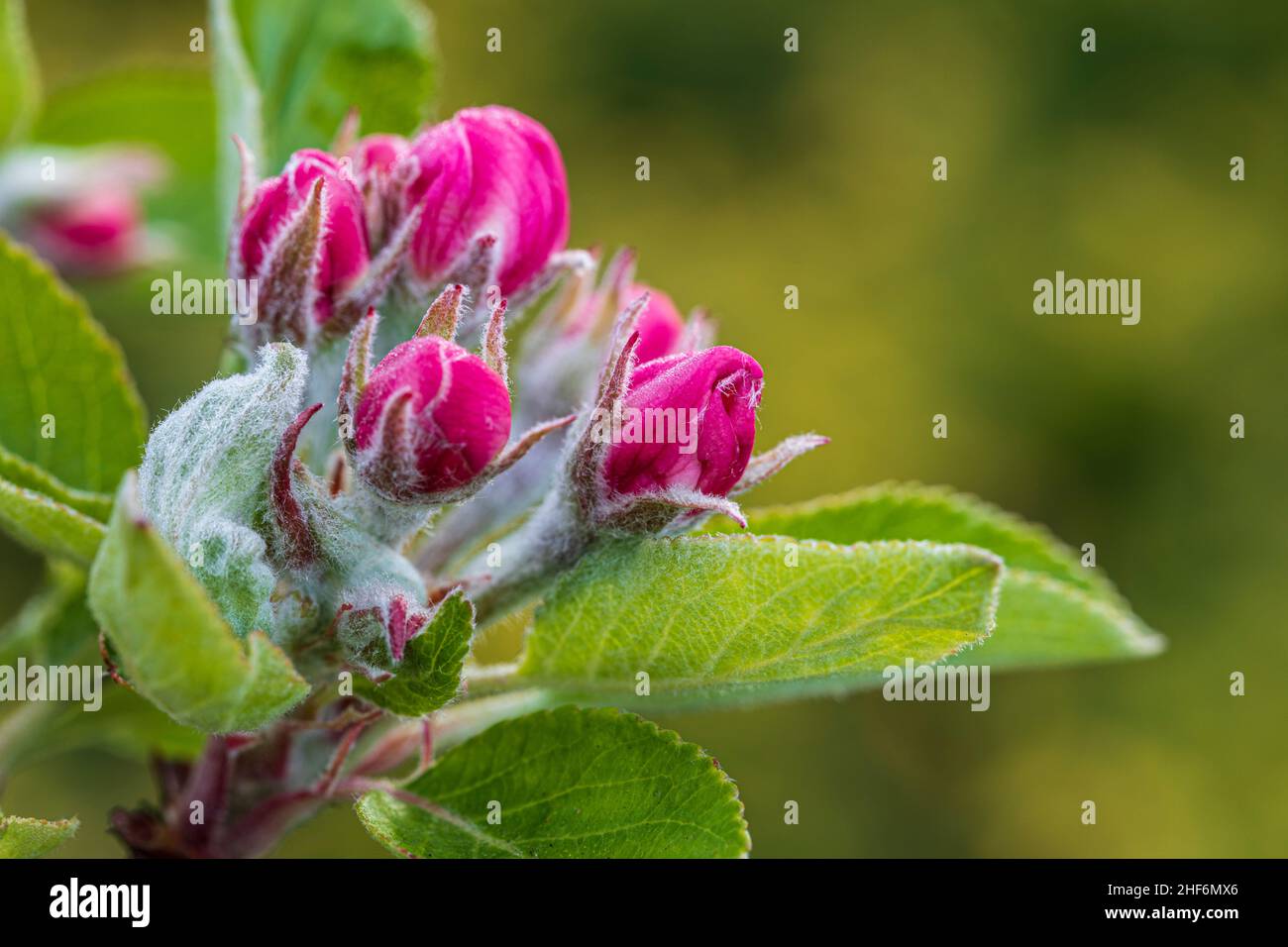 Spring apple blossom, inflorescence, close-up Stock Photo - Alamy