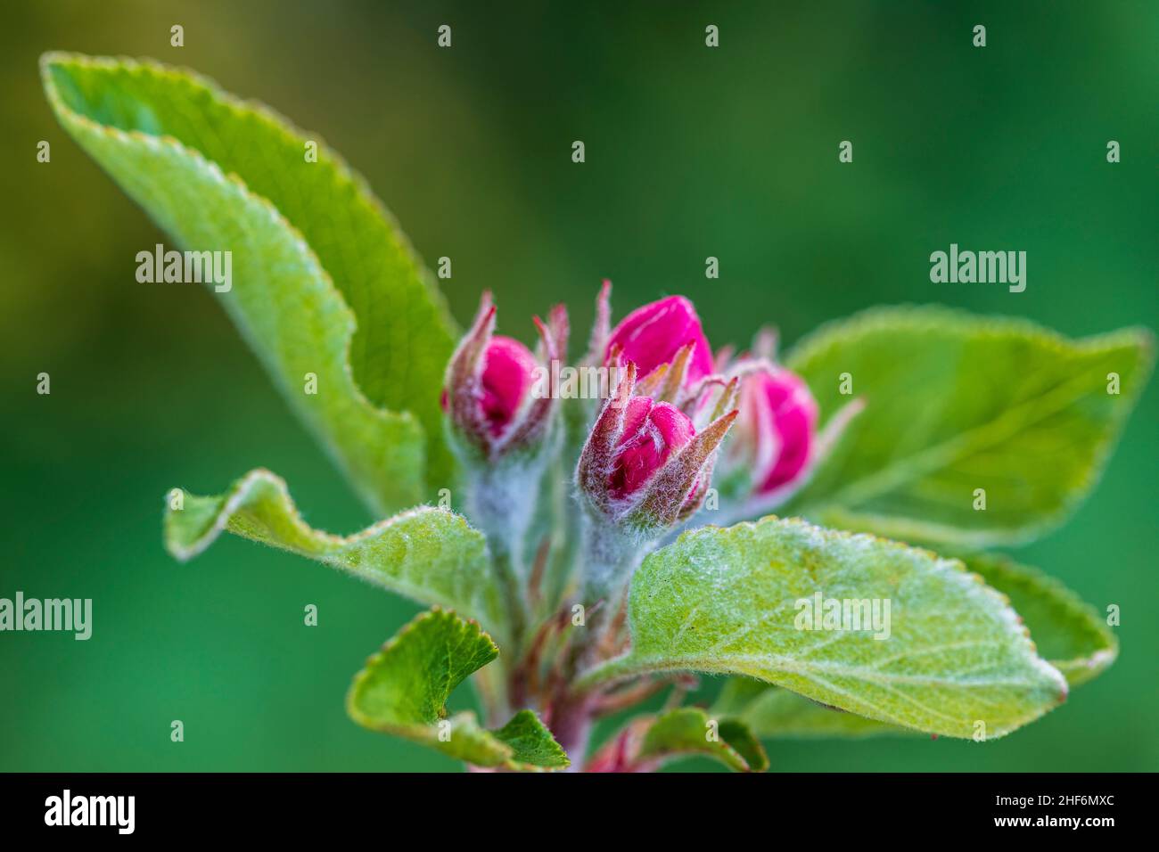 Spring apple blossom, inflorescence, close-up Stock Photo - Alamy