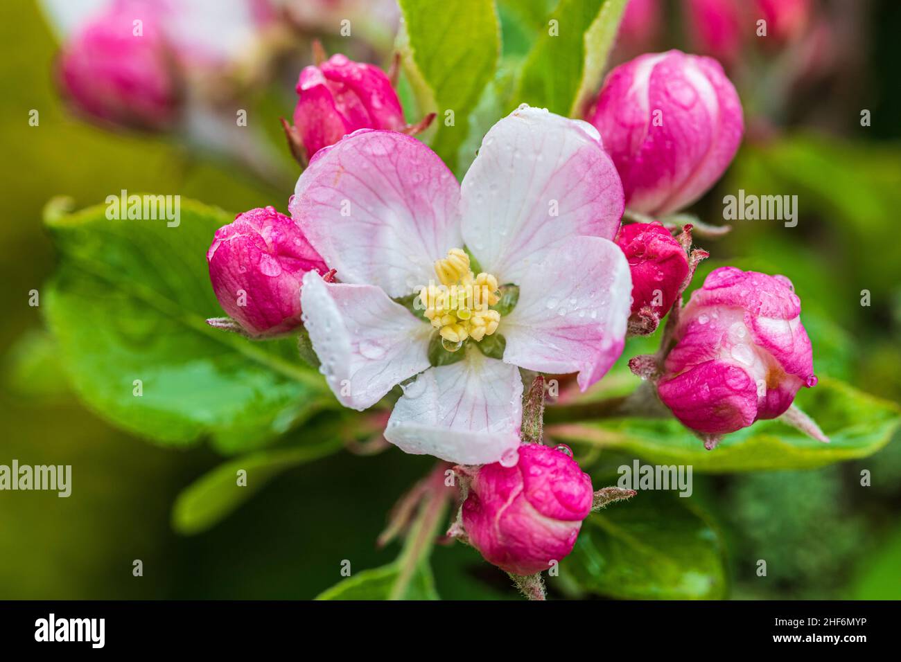 Apple blossom in spring, inflorescence, close-up Stock Photo - Alamy