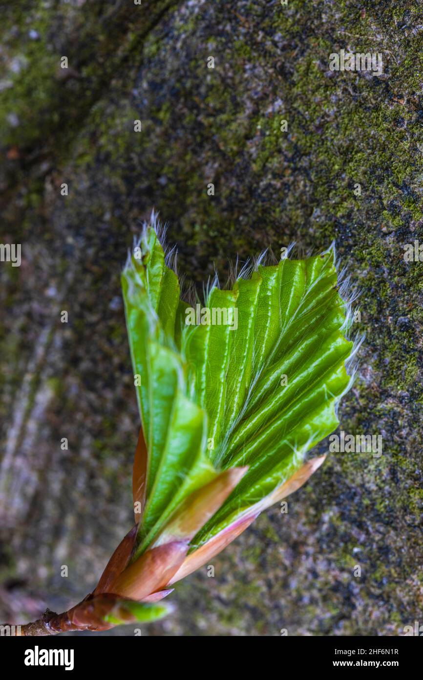 The leaf bud of a beech (Fagus sylvatica) opens, close-up Stock Photo ...