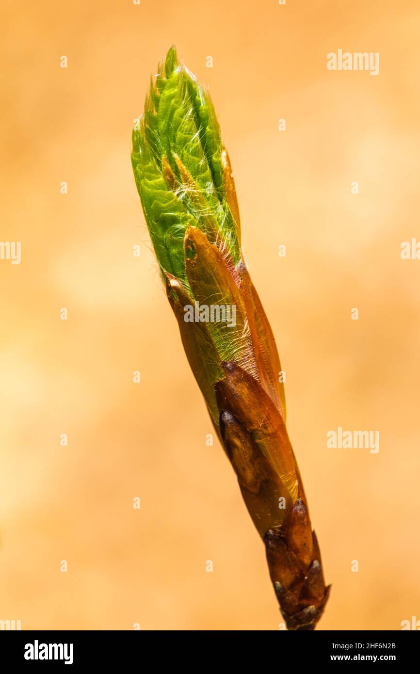 The leaf bud of a beech (Fagus sylvatica) opens, close-up Stock Photo ...