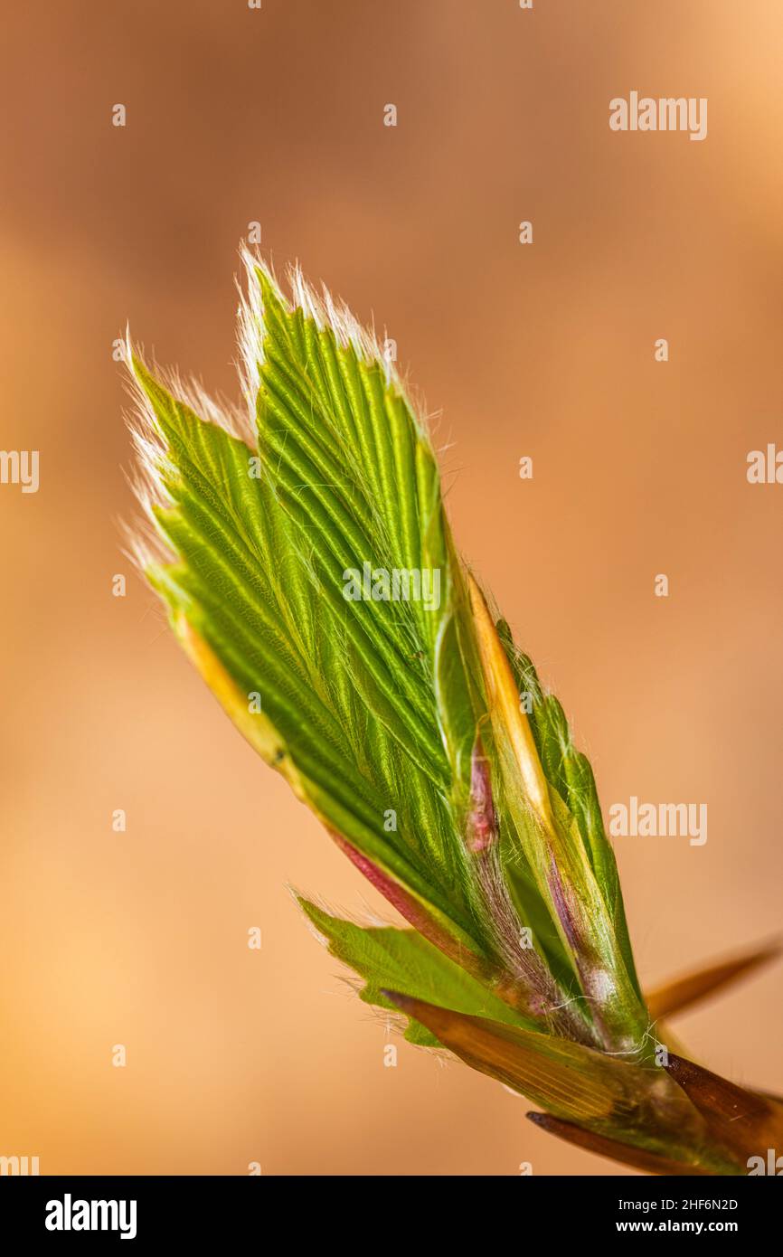 The leaf bud of a beech (Fagus sylvatica) opens, close-up Stock Photo ...
