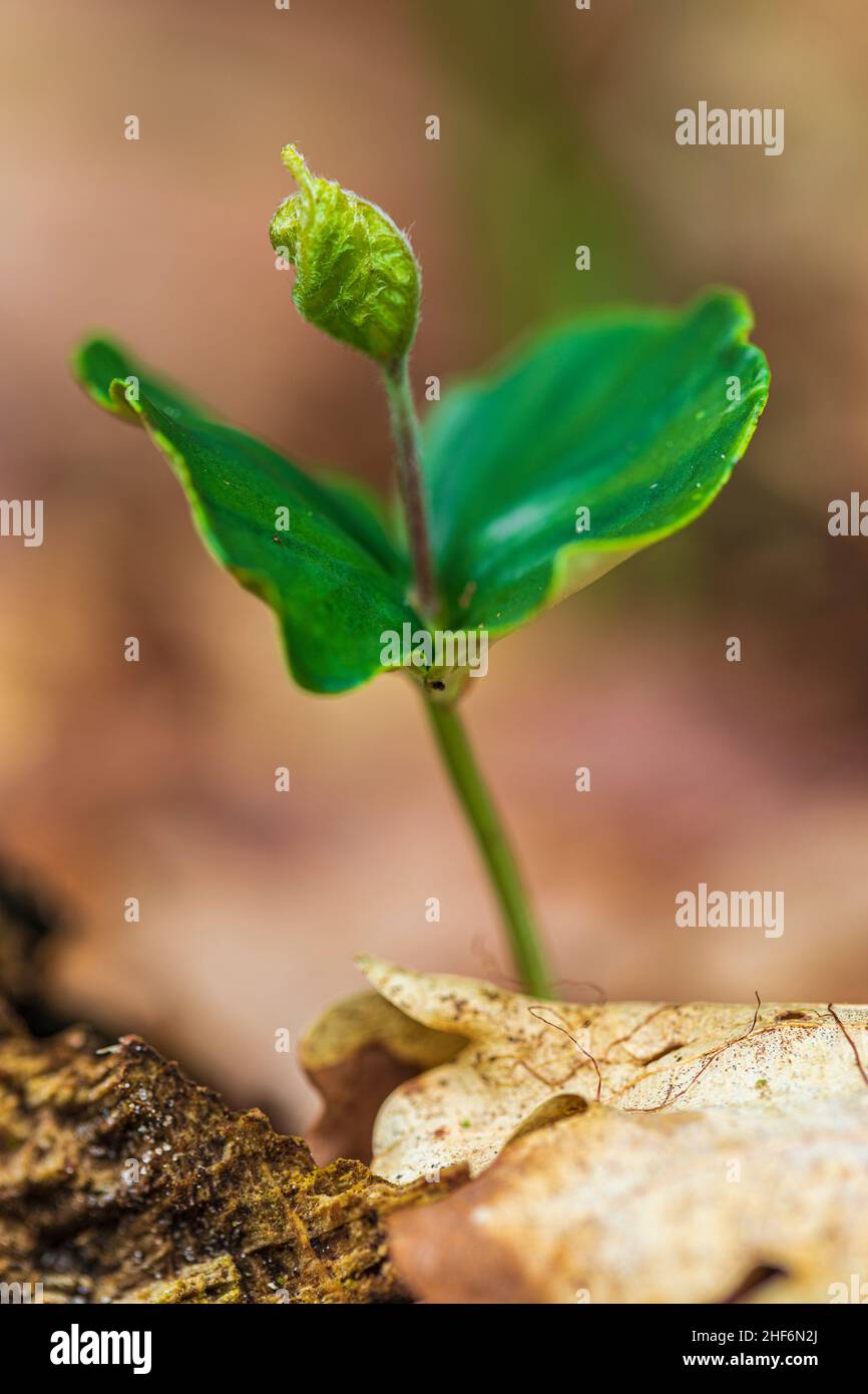 Beech (Fagus sylvatica), seedling Stock Photo - Alamy