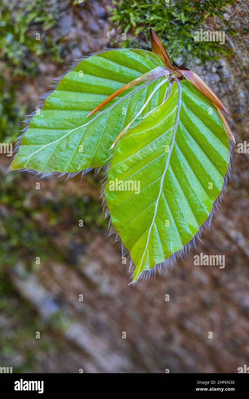 The leaf bud of a beech (Fagus sylvatica) opens, close-up Stock Photo ...