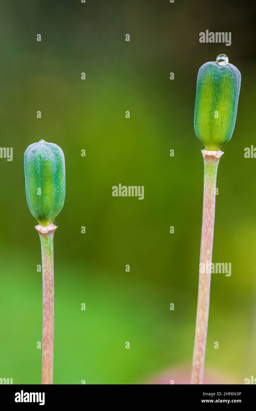 One capsule pod hi-res stock photography and images - Alamy