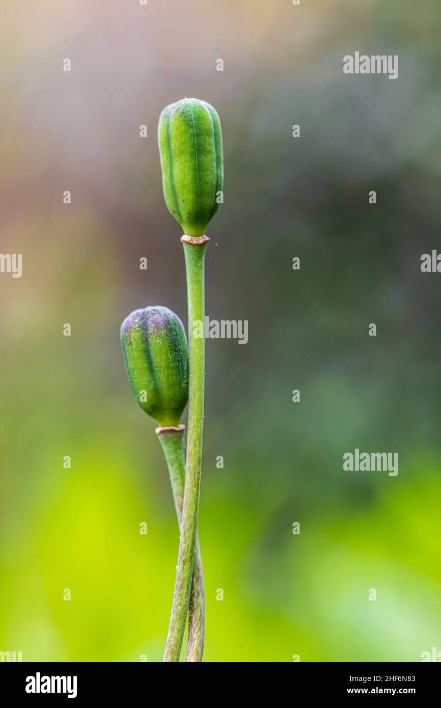 One capsule pod hi-res stock photography and images - Alamy