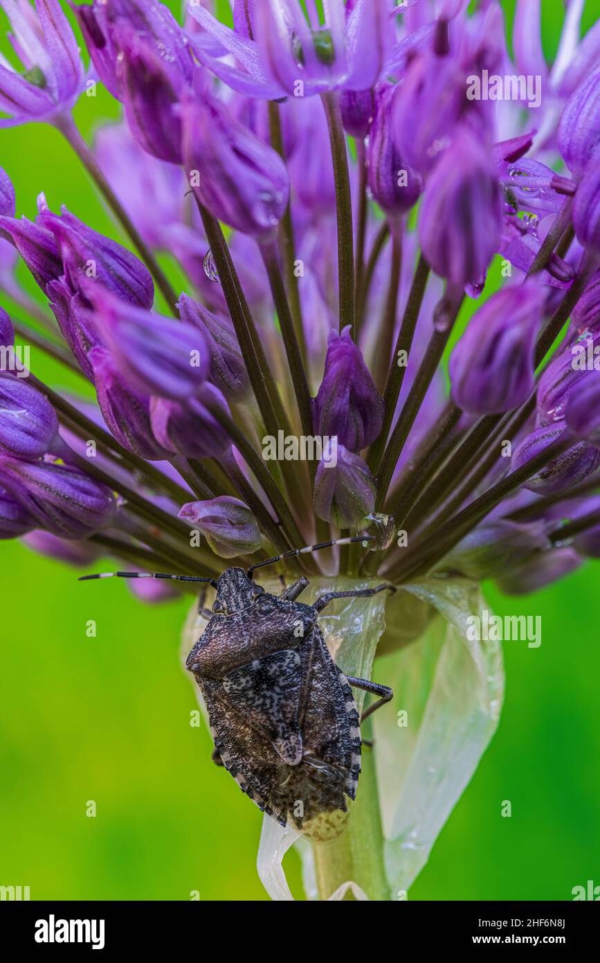 Gray garden bug on ornamental onion Stock Photo - Alamy
