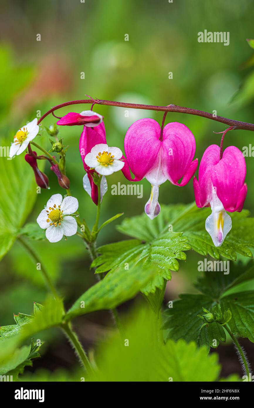 Drooping heart hi-res stock photography and images - Alamy