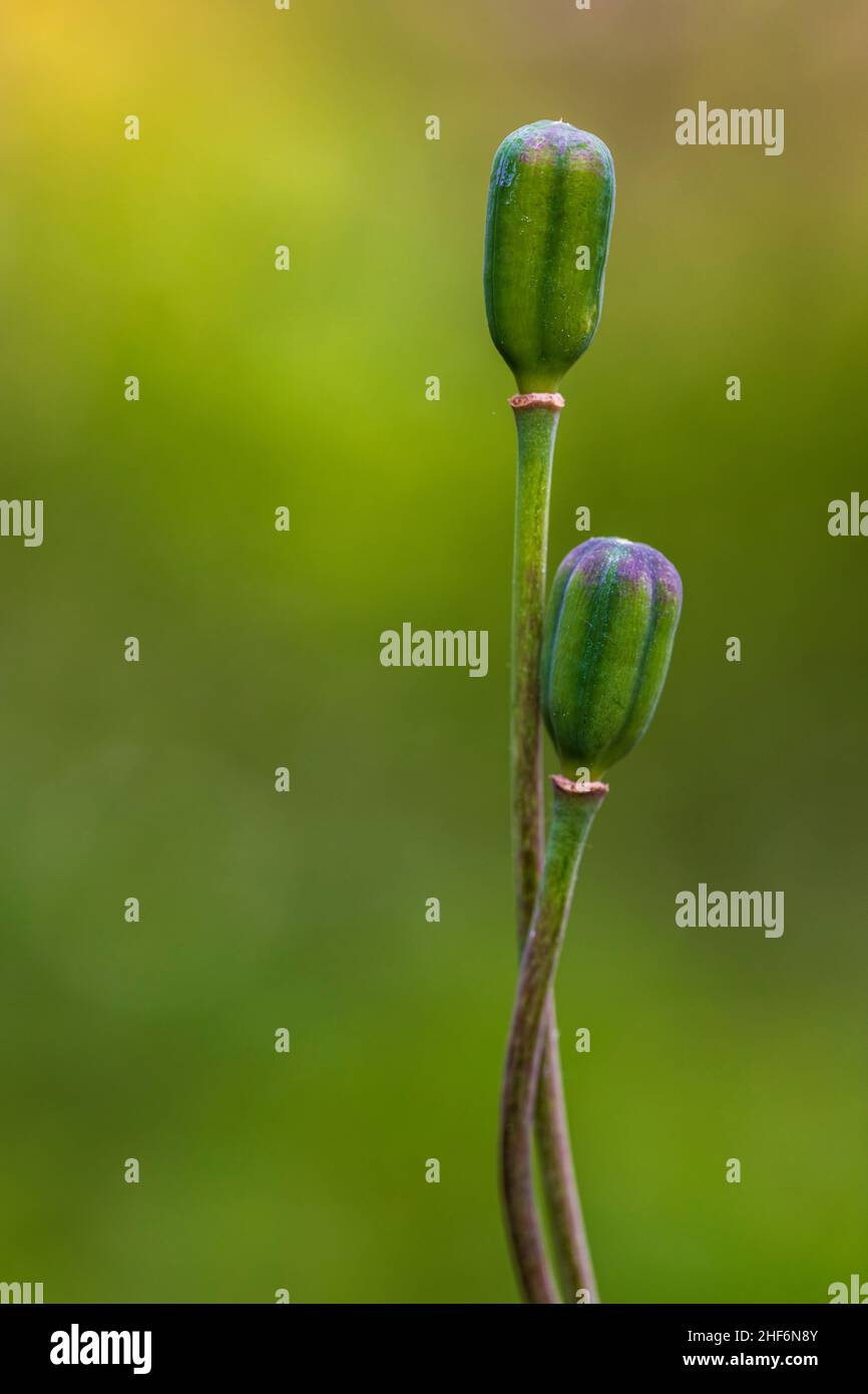 One capsule pod hi-res stock photography and images - Alamy