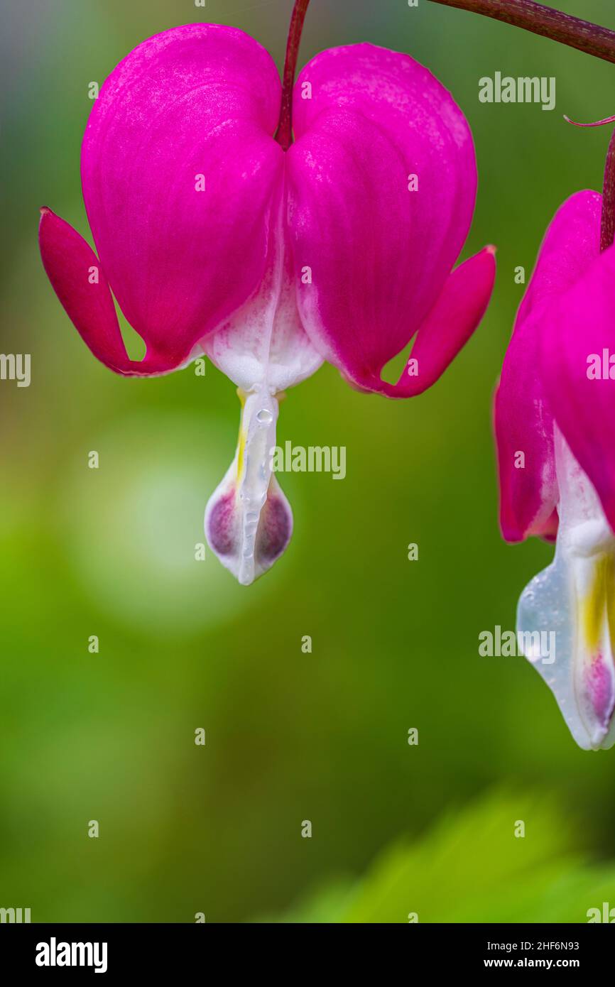 Drooping heart hi-res stock photography and images - Alamy