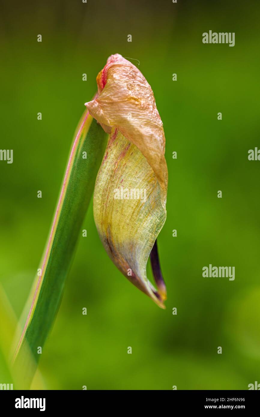 A faded tulip, floral still life Stock Photo - Alamy