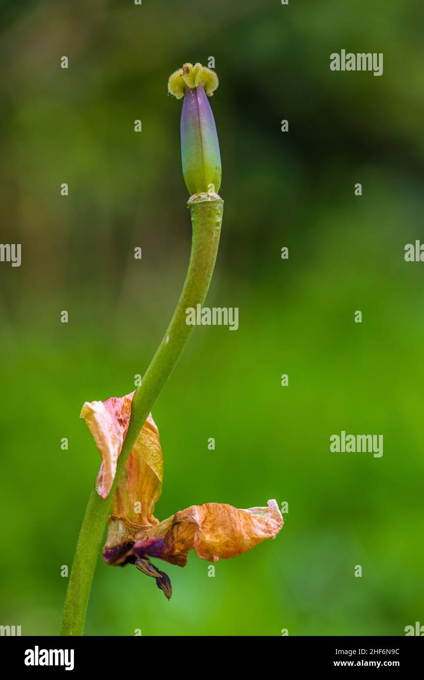 A faded tulip, floral still life Stock Photo - Alamy