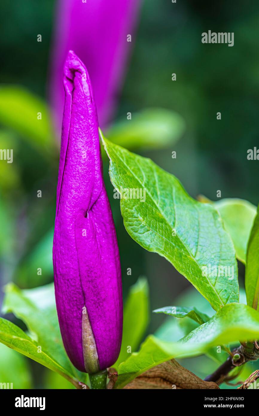Magnolia bud hi-res stock photography and images - Alamy