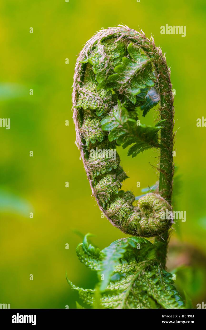 Fresh green leaves of a fern in spring, fern unfolds in spring Stock ...
