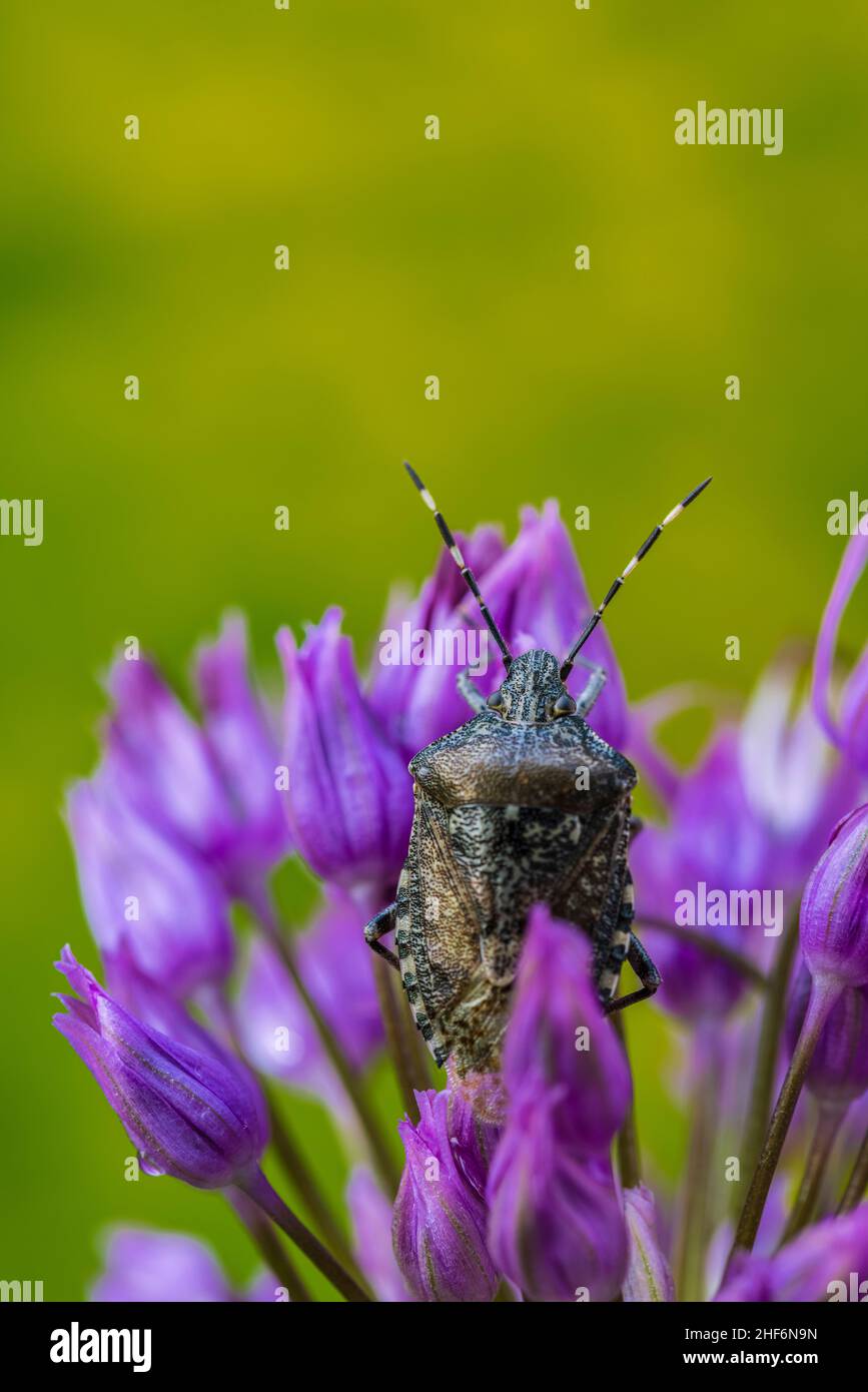 Garden bug hi-res stock photography and images - Alamy