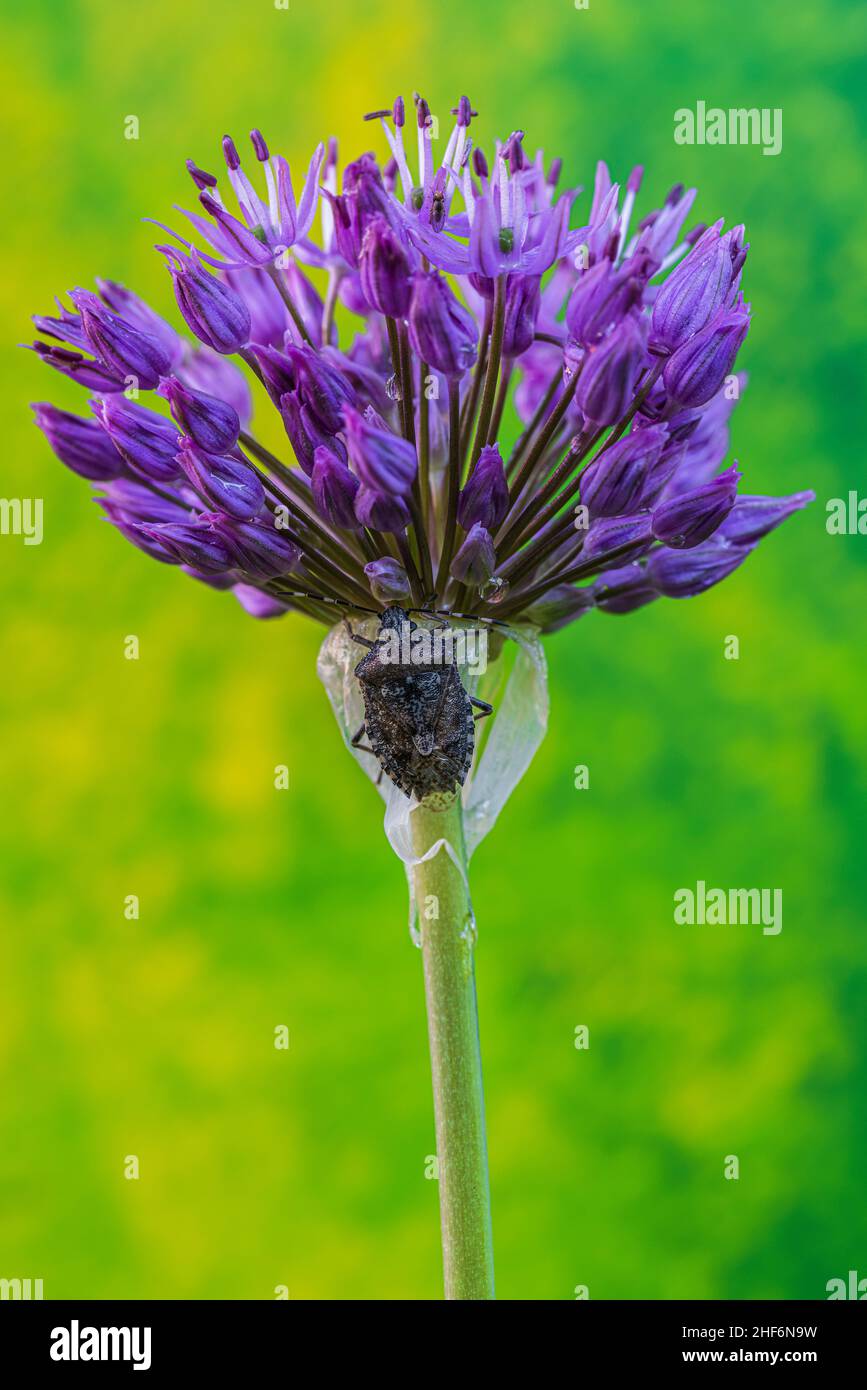 Gray garden bug on ornamental onion Stock Photo - Alamy