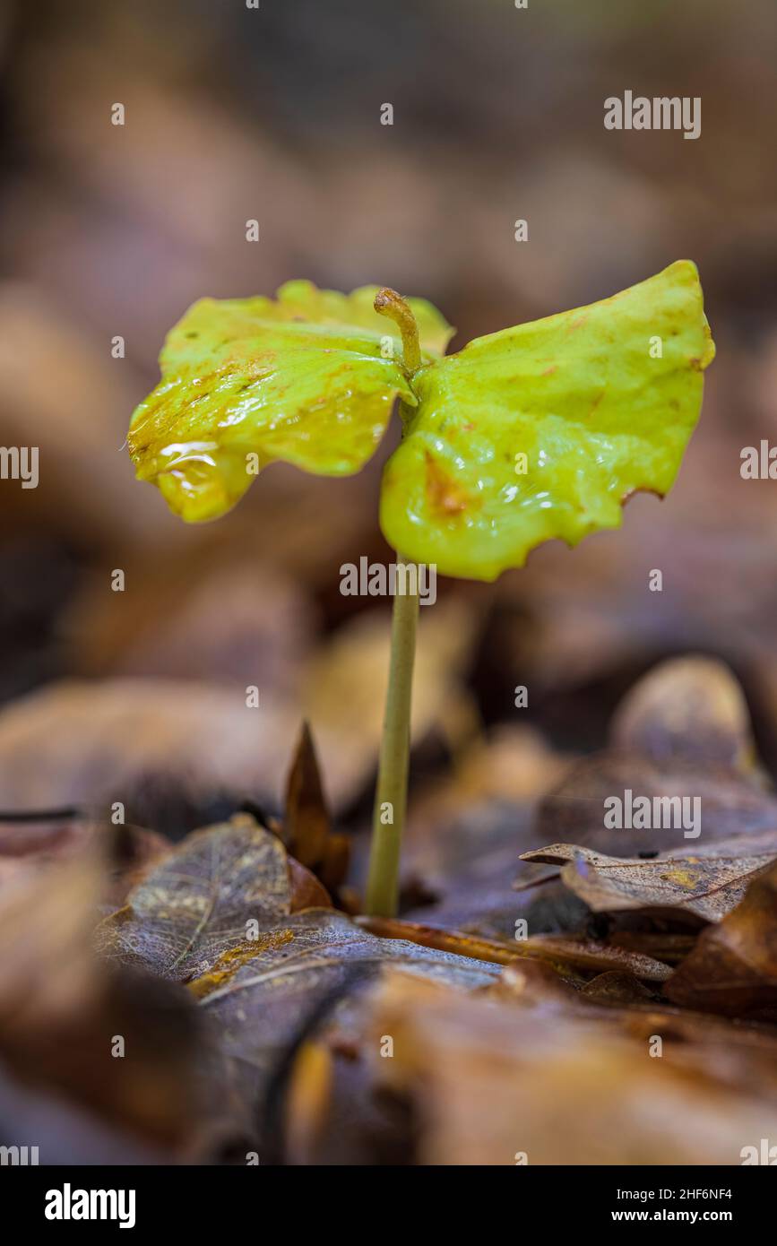 Beech, common beech (Fagus sylvatica), germinating beechnuts and empty ...