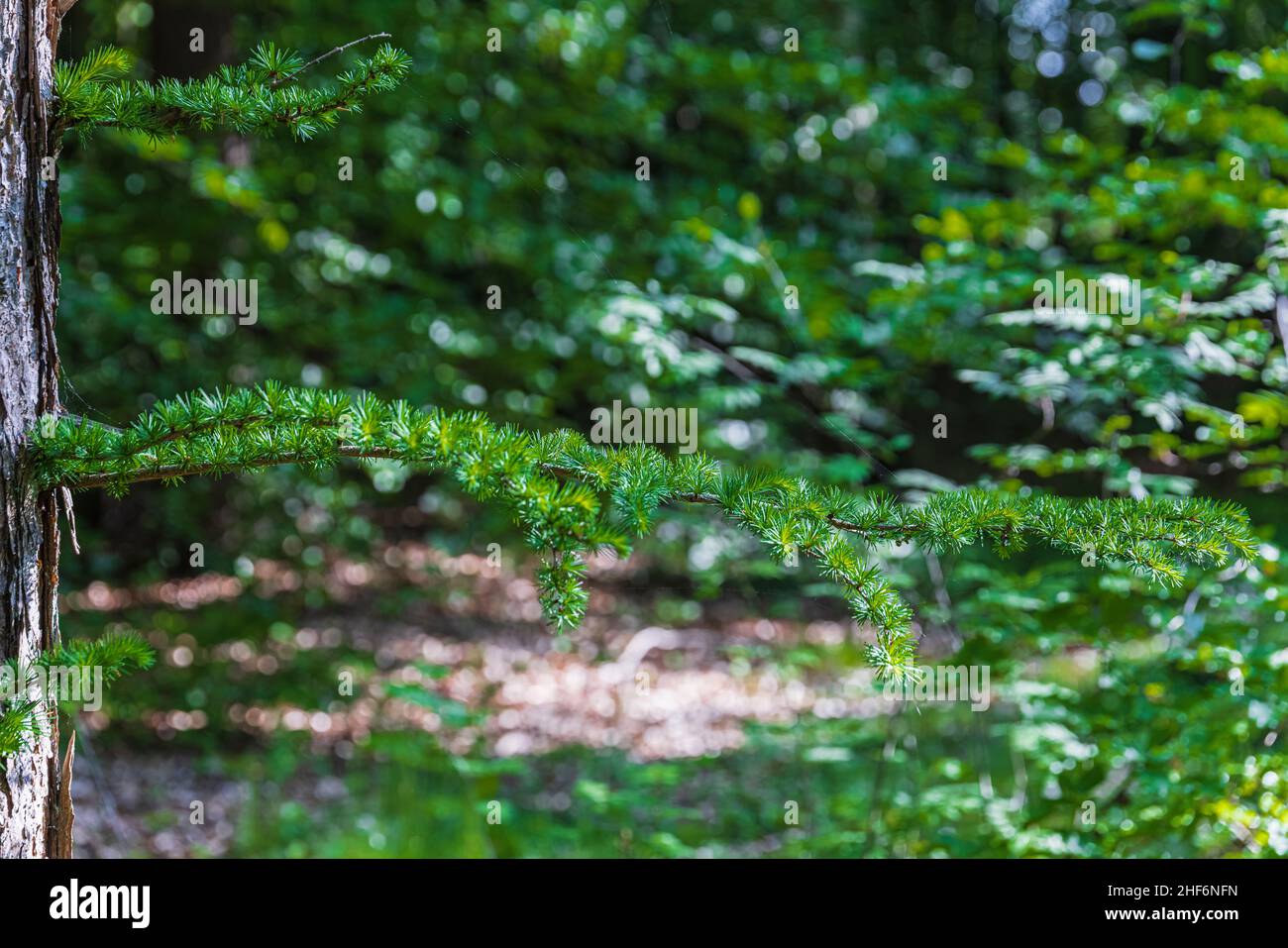 Spring larch hi-res stock photography and images - Alamy