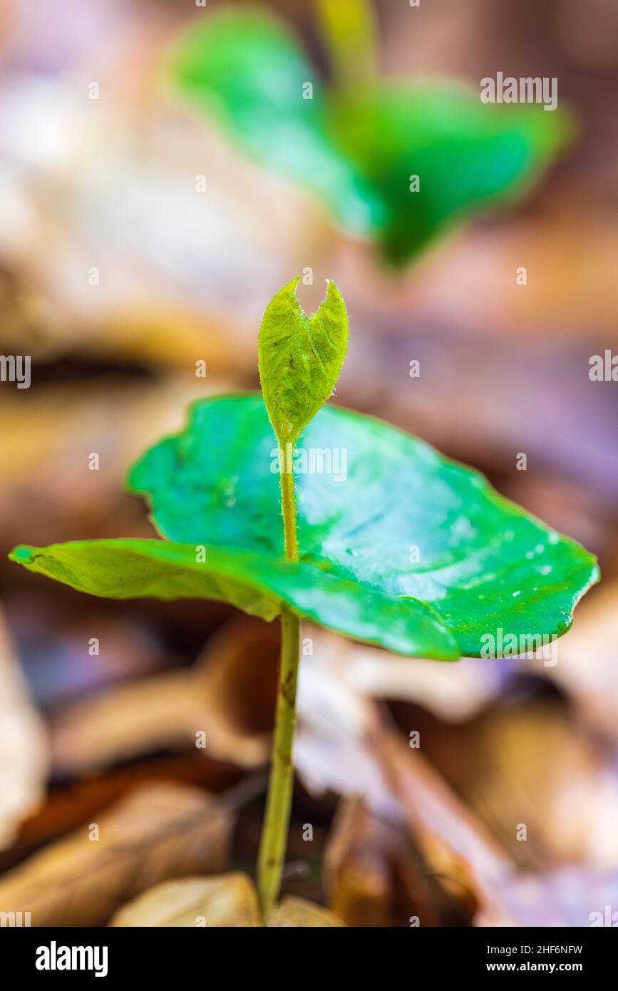 Beech, common beech (Fagus sylvatica), germinating beechnuts and empty ...
