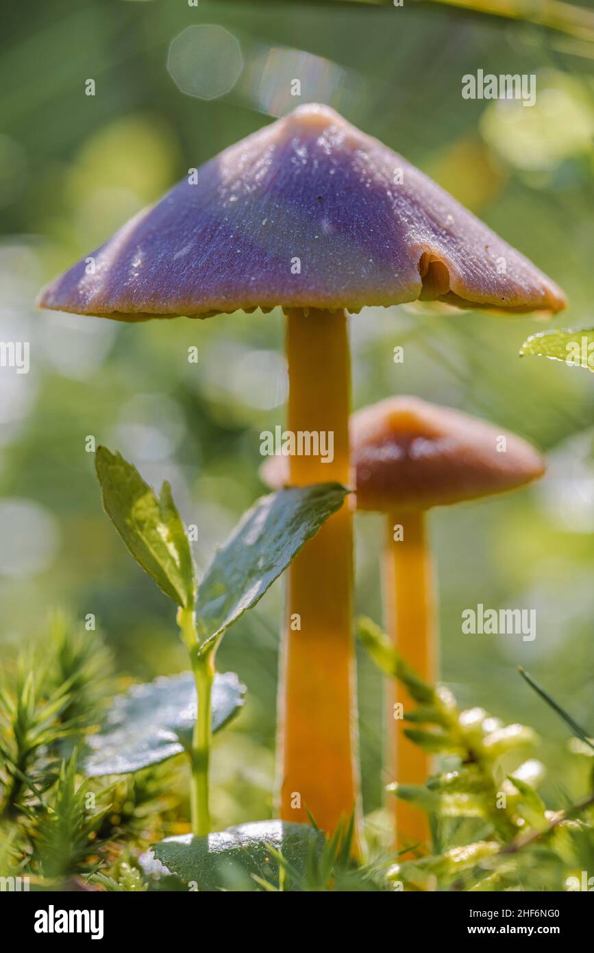 Inconspicuous mushrooms hi-res stock photography and images - Alamy