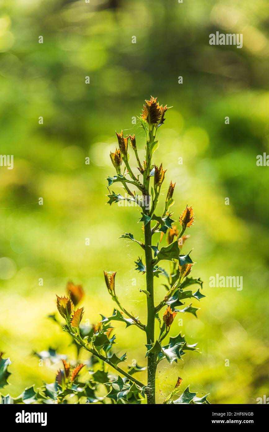Prickly palm, young plant shoot Stock Photo - Alamy