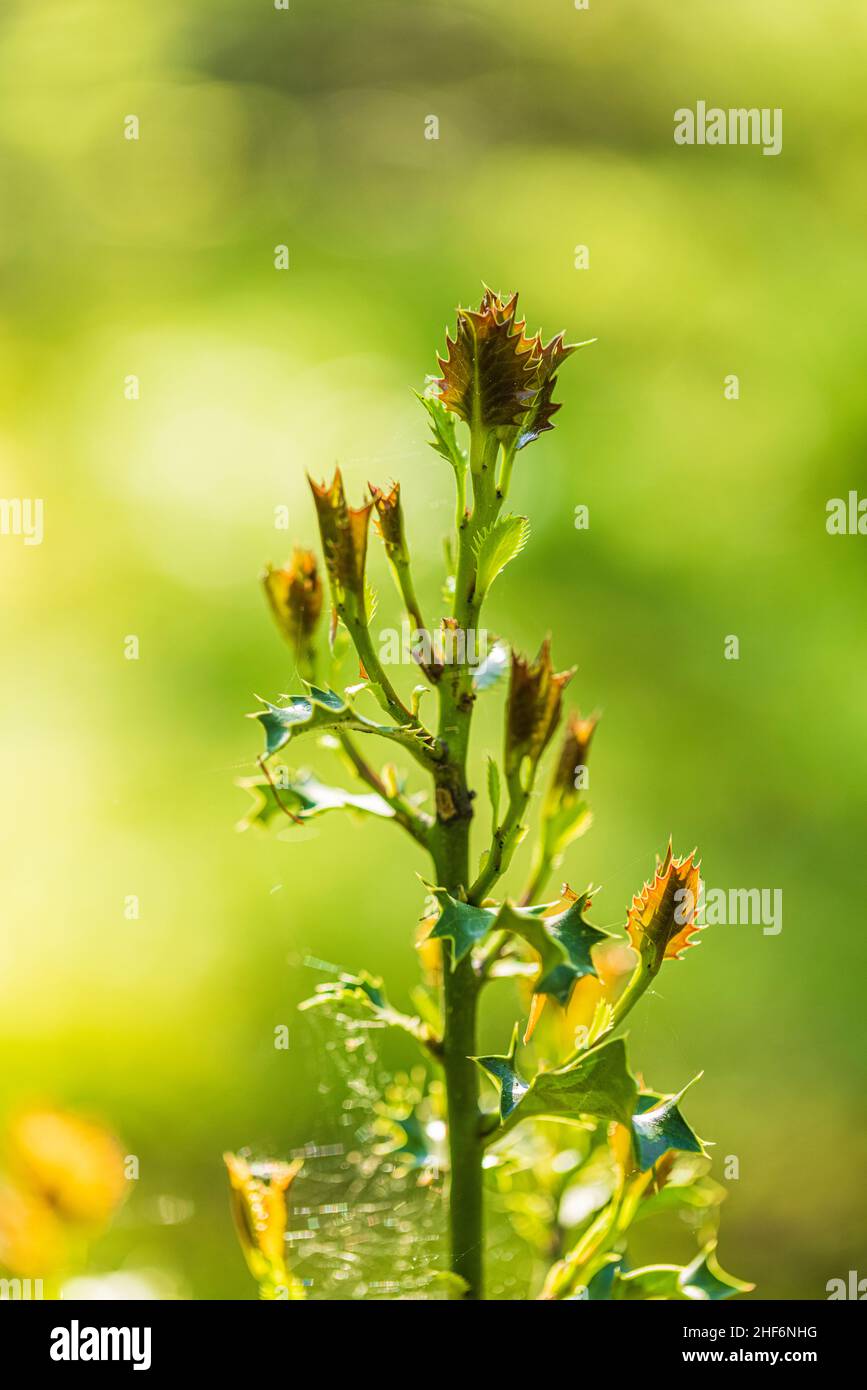 In palm sprout young hi-res stock photography and images - Alamy