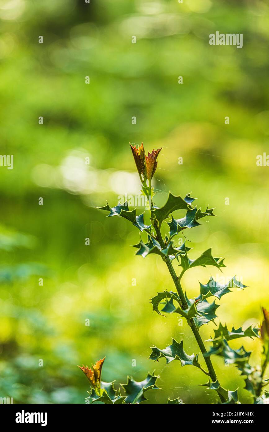 Prickly palm, young plant shoot Stock Photo - Alamy