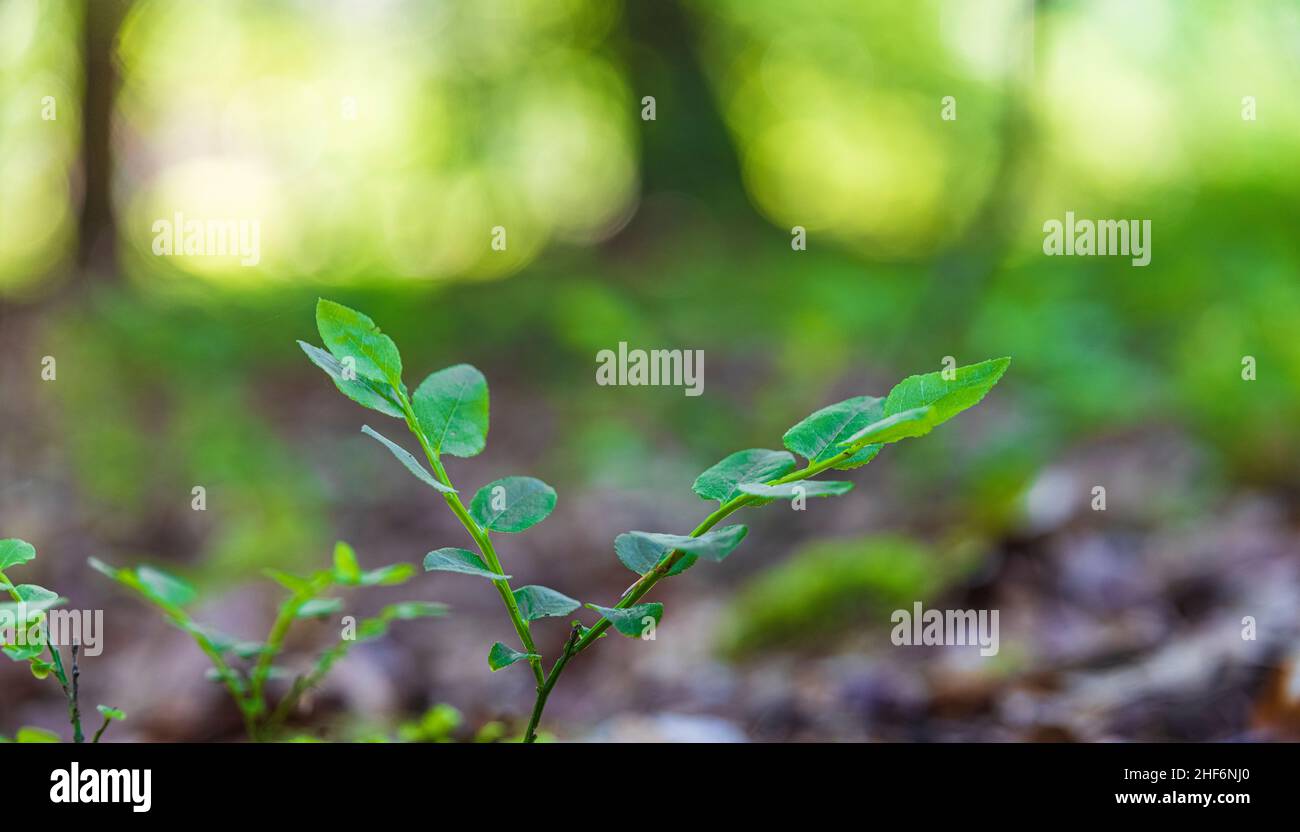 young leaves in the forest, bokeh Stock Photo - Alamy