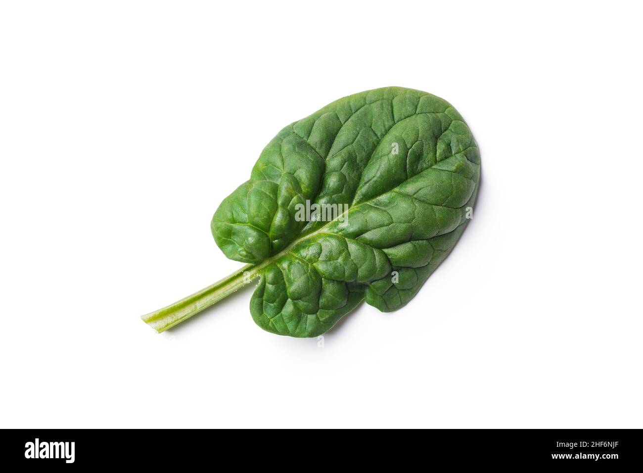 Single green fresh baby spinach leaf isolated on white background Stock ...