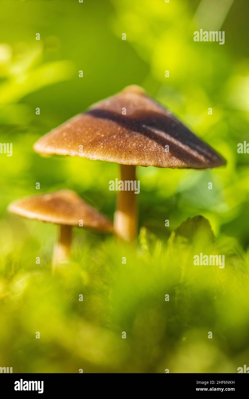Inconspicuous mushrooms hi-res stock photography and images - Alamy