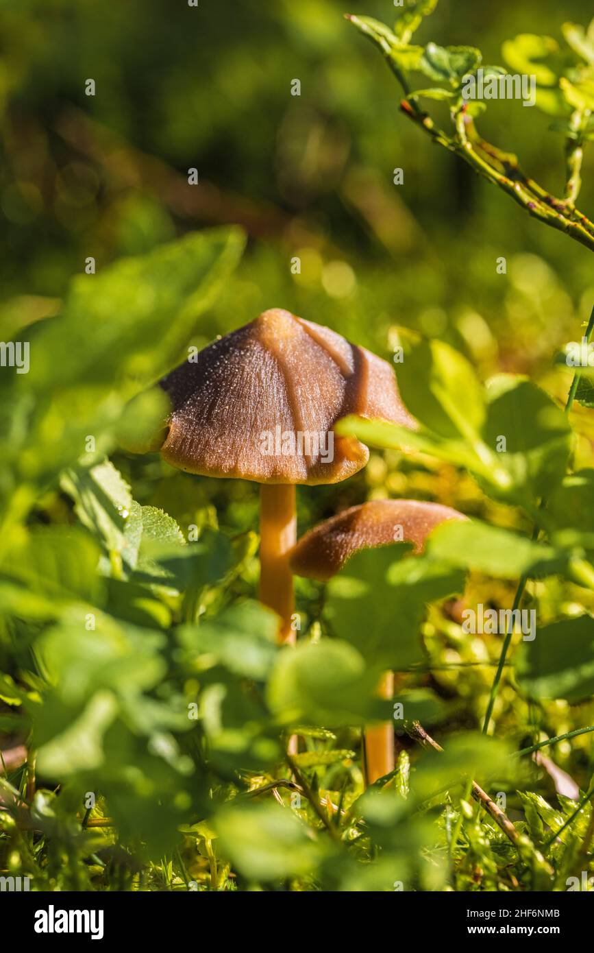 Inconspicuous mushrooms hi-res stock photography and images - Alamy