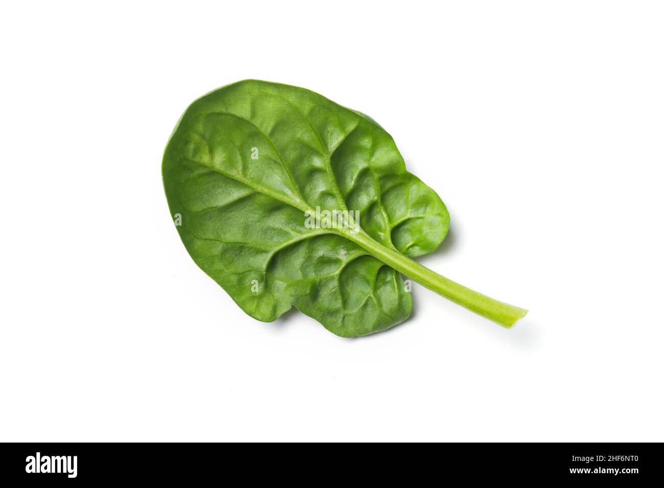 Single green fresh baby spinach leaf isolated on white background Stock ...
