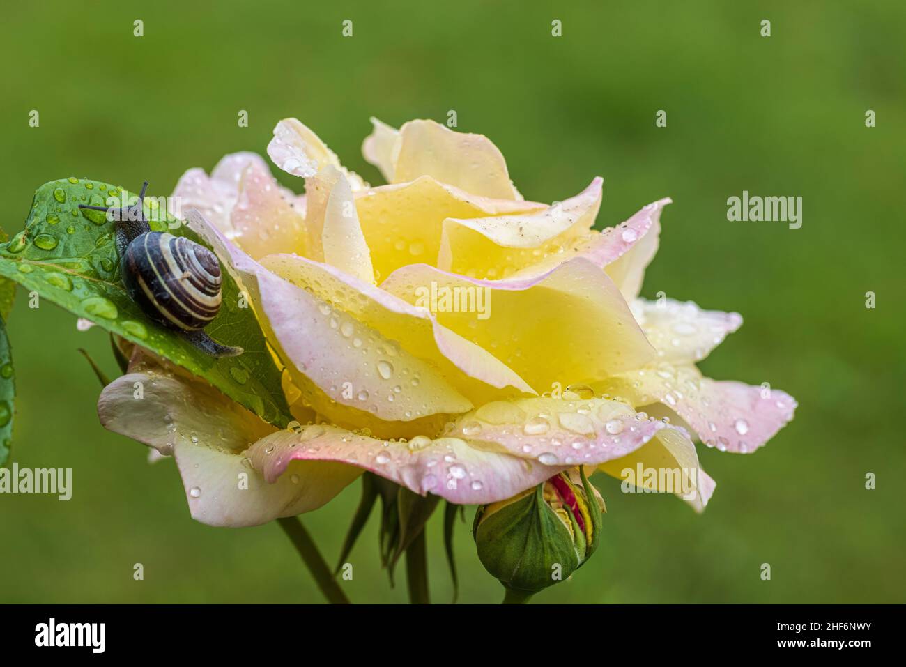Intrauterine devices hi-res stock photography and images - Alamy