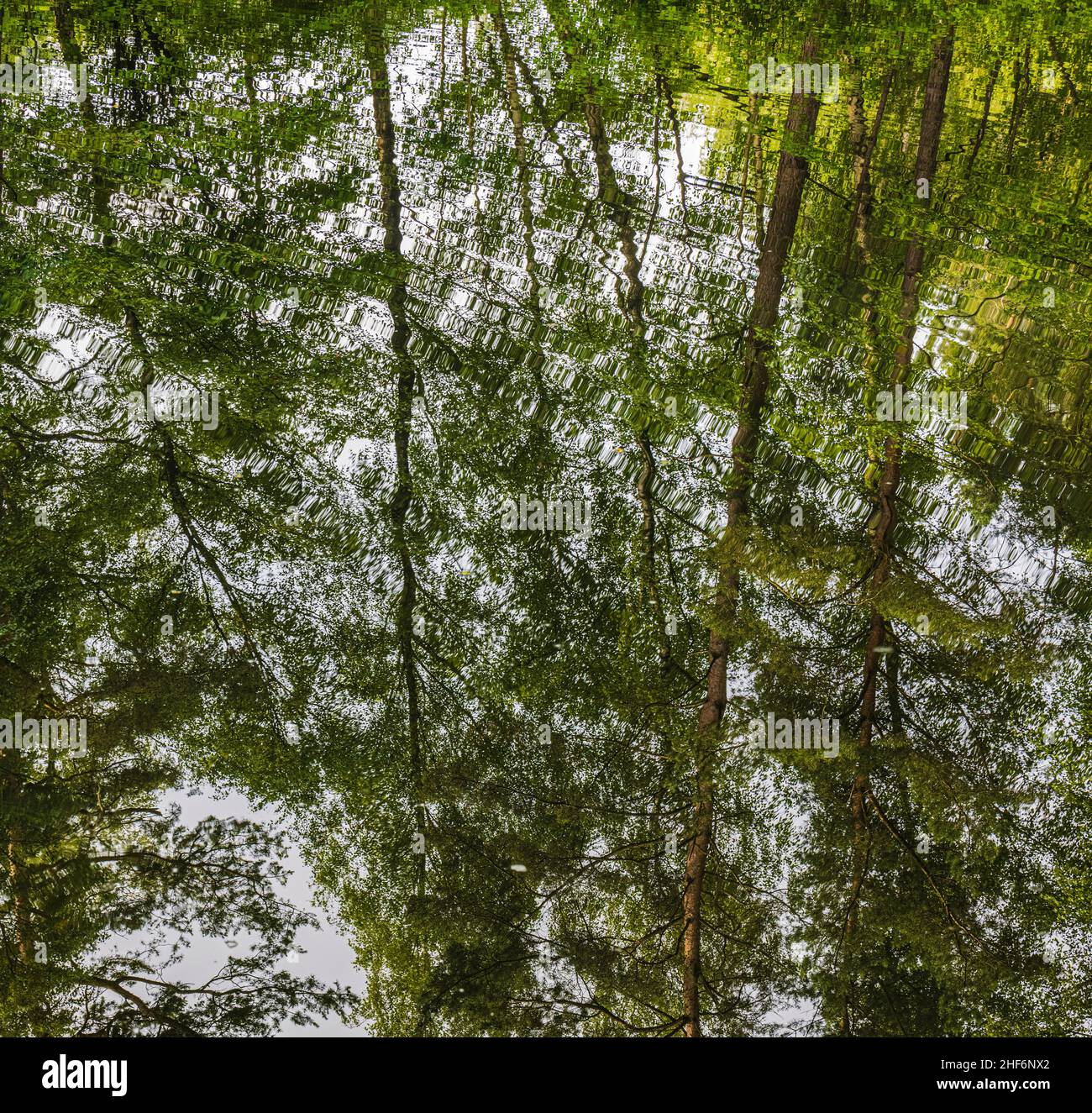Trees are reflected on the surface of the water Stock Photo - Alamy