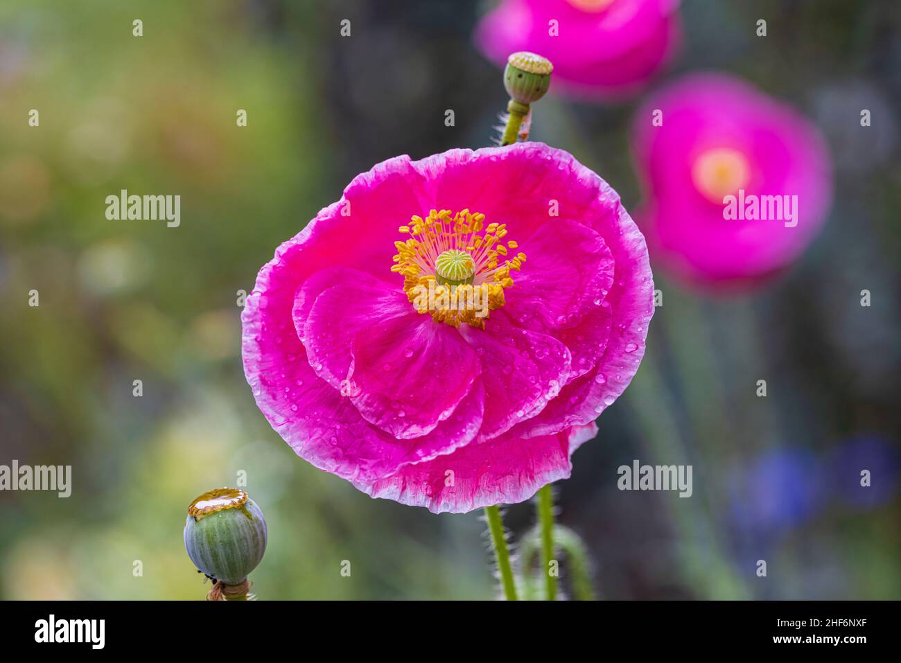 Detail of pink corn flower hi-res stock photography and images - Alamy