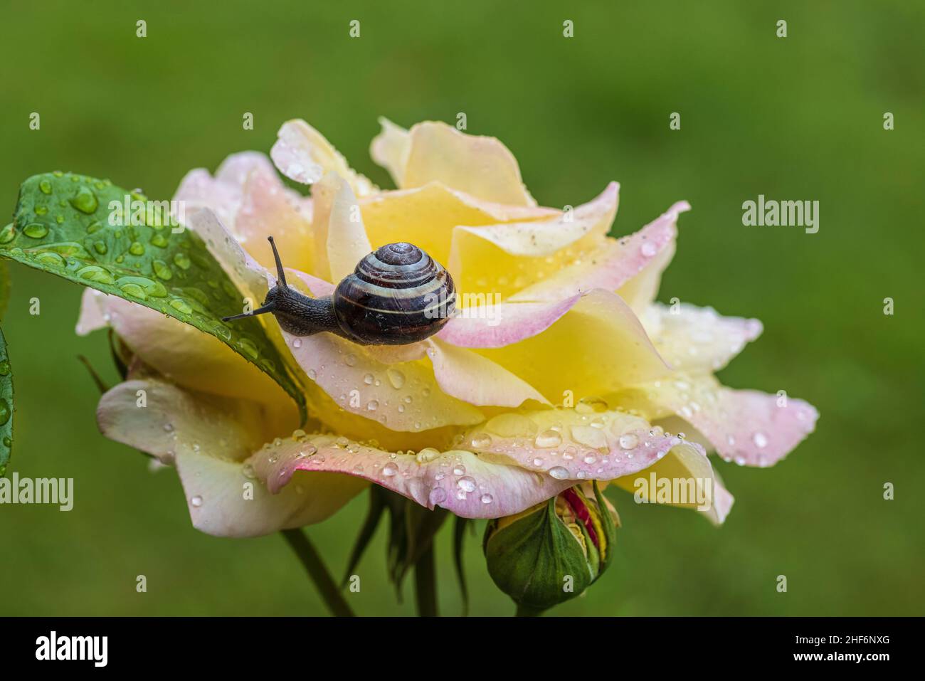 Intra garden hi-res stock photography and images - Alamy