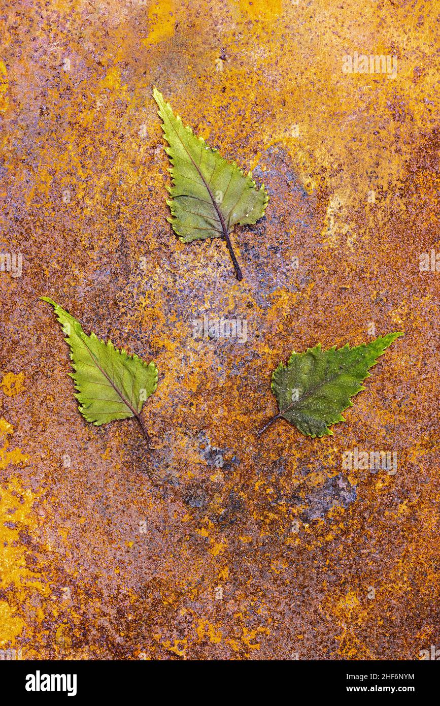 Dried leaf on rusty metal background Stock Photo - Alamy