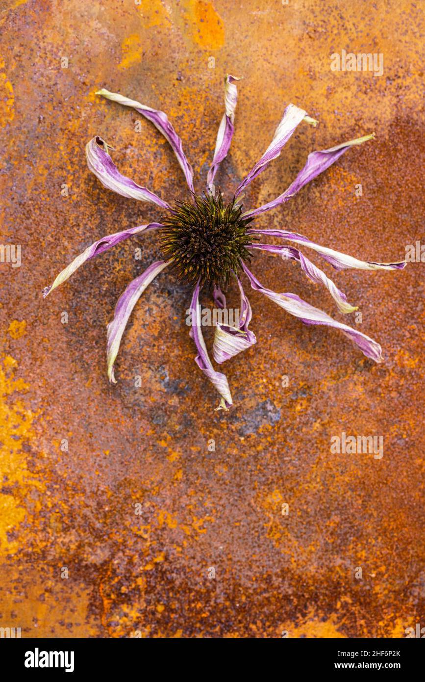 Dried flower on rusty metal background, still life Stock Photo - Alamy