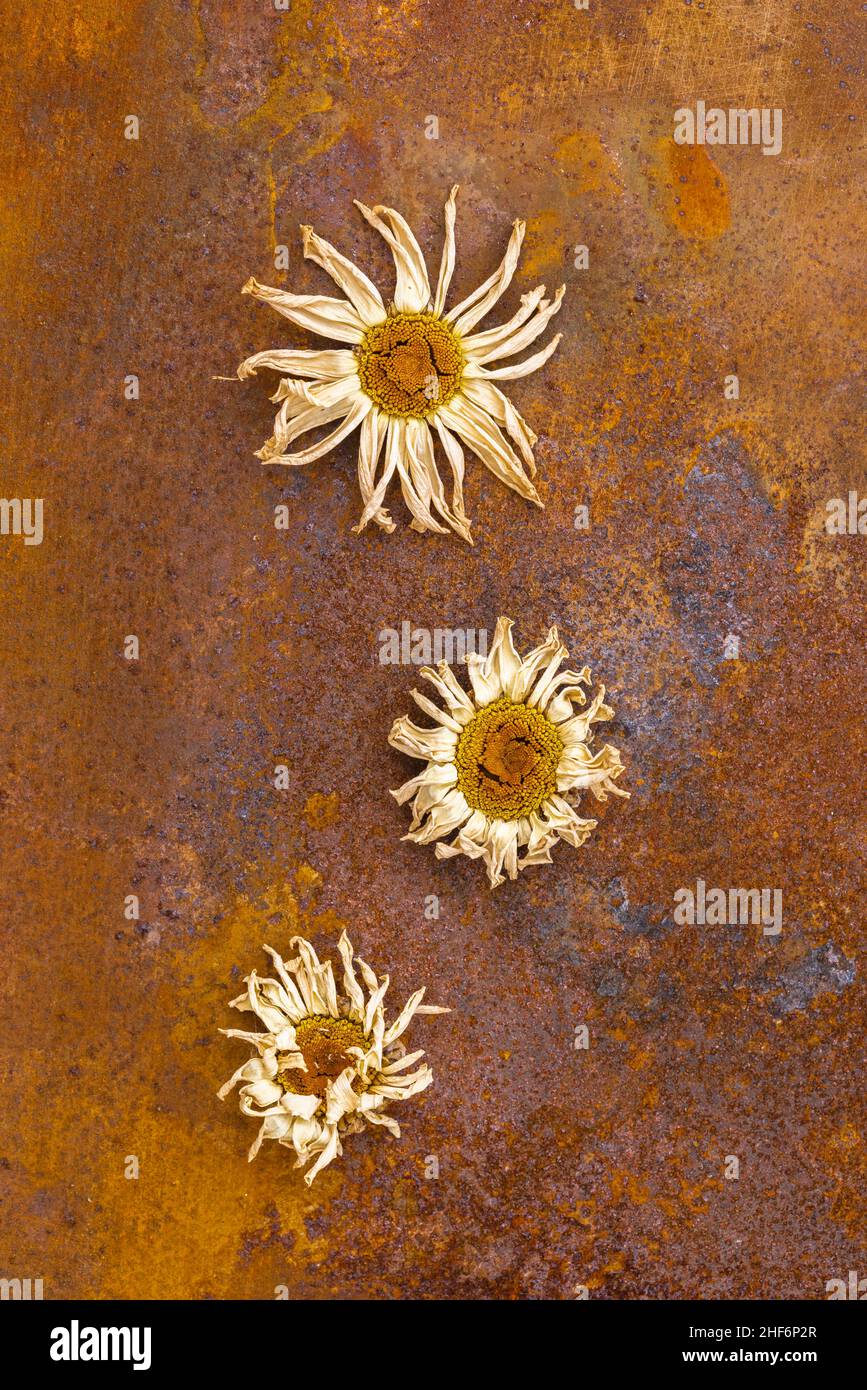 Dried flower on rusty metal background, still life Stock Photo - Alamy