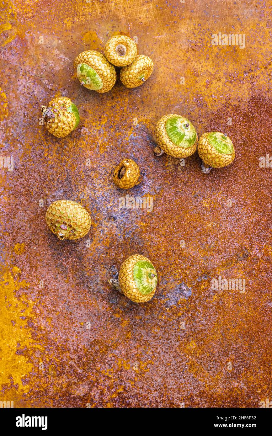 Fruits of the oak on a rusty surface Stock Photo - Alamy