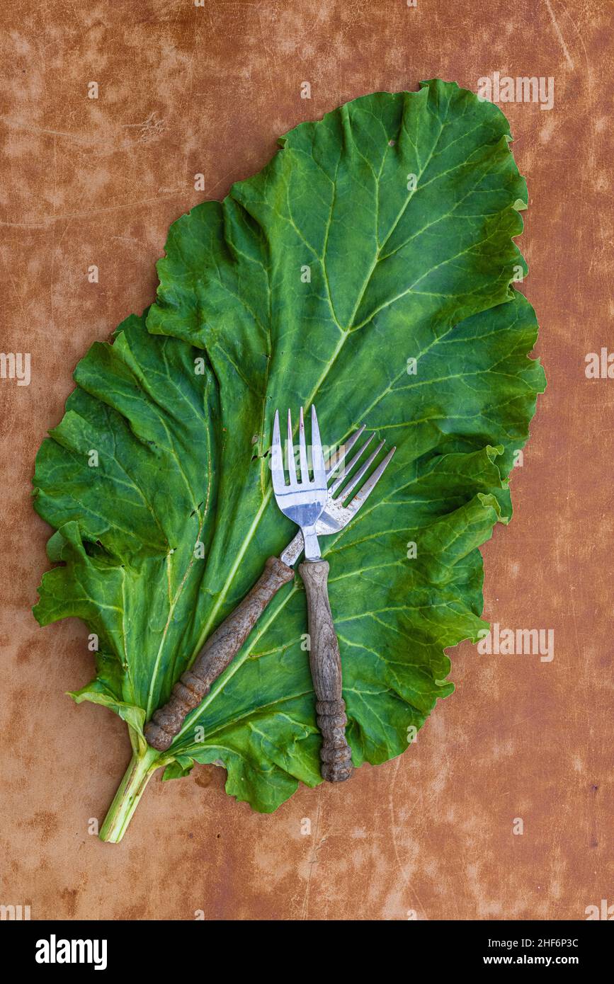 Rhubarb Leaf