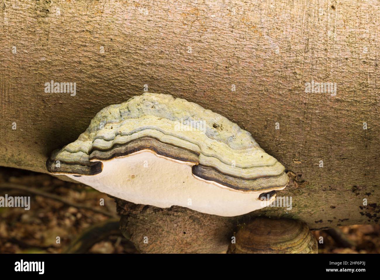 Sponge wood hi-res stock photography and images - Alamy