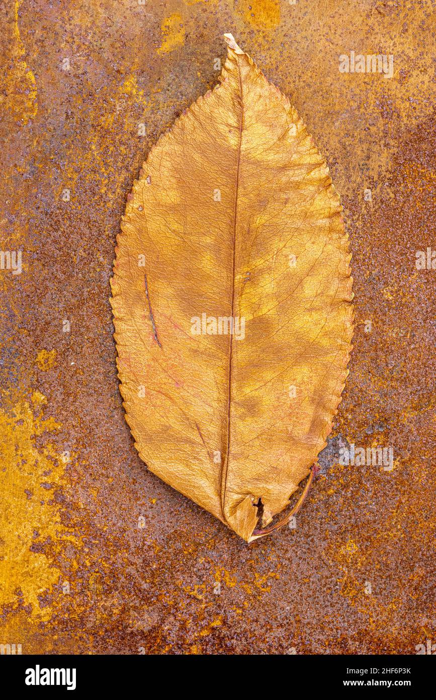 Dried leaf on rusty metal background Stock Photo - Alamy