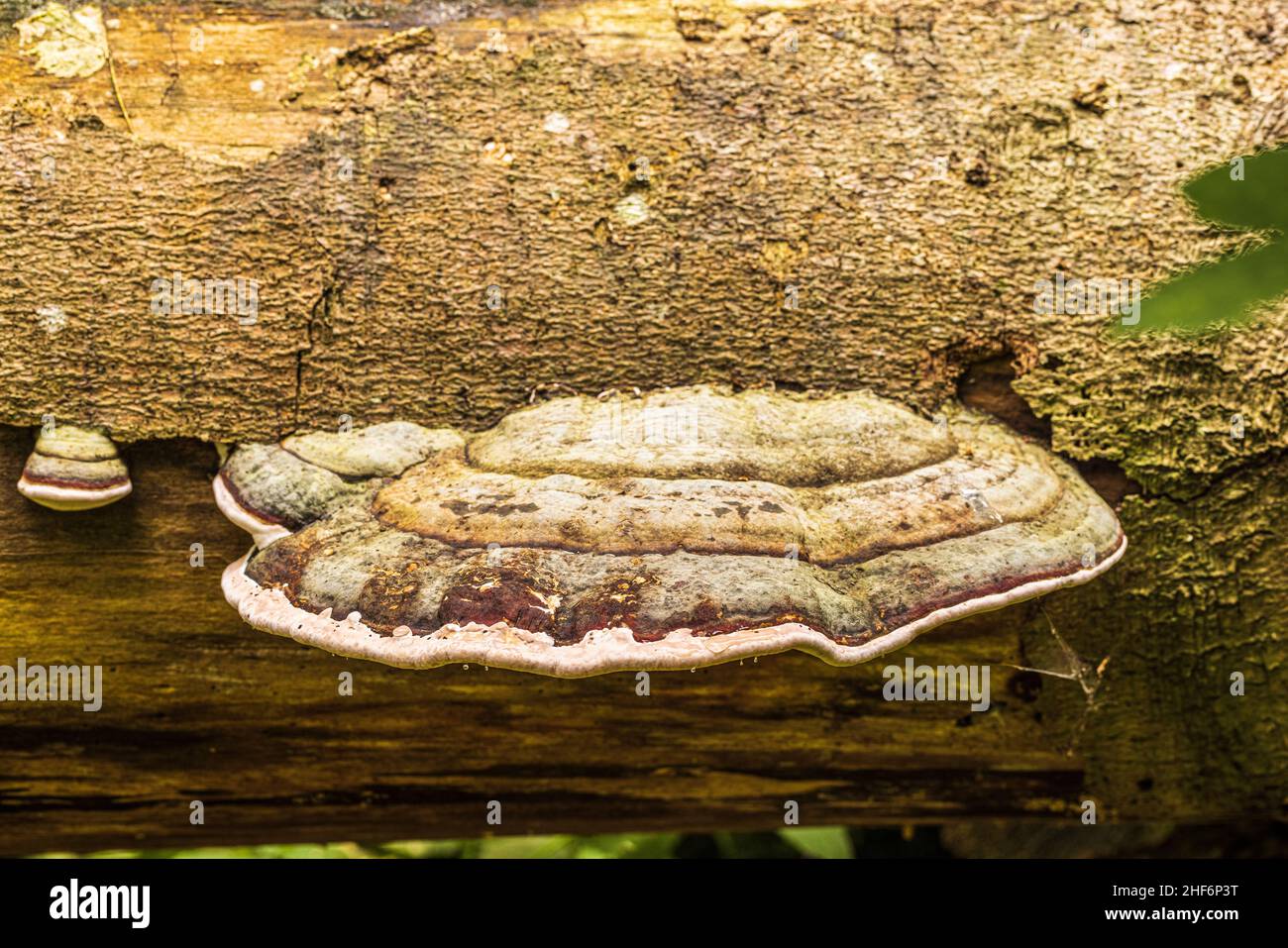 Sponge wood hi-res stock photography and images - Alamy