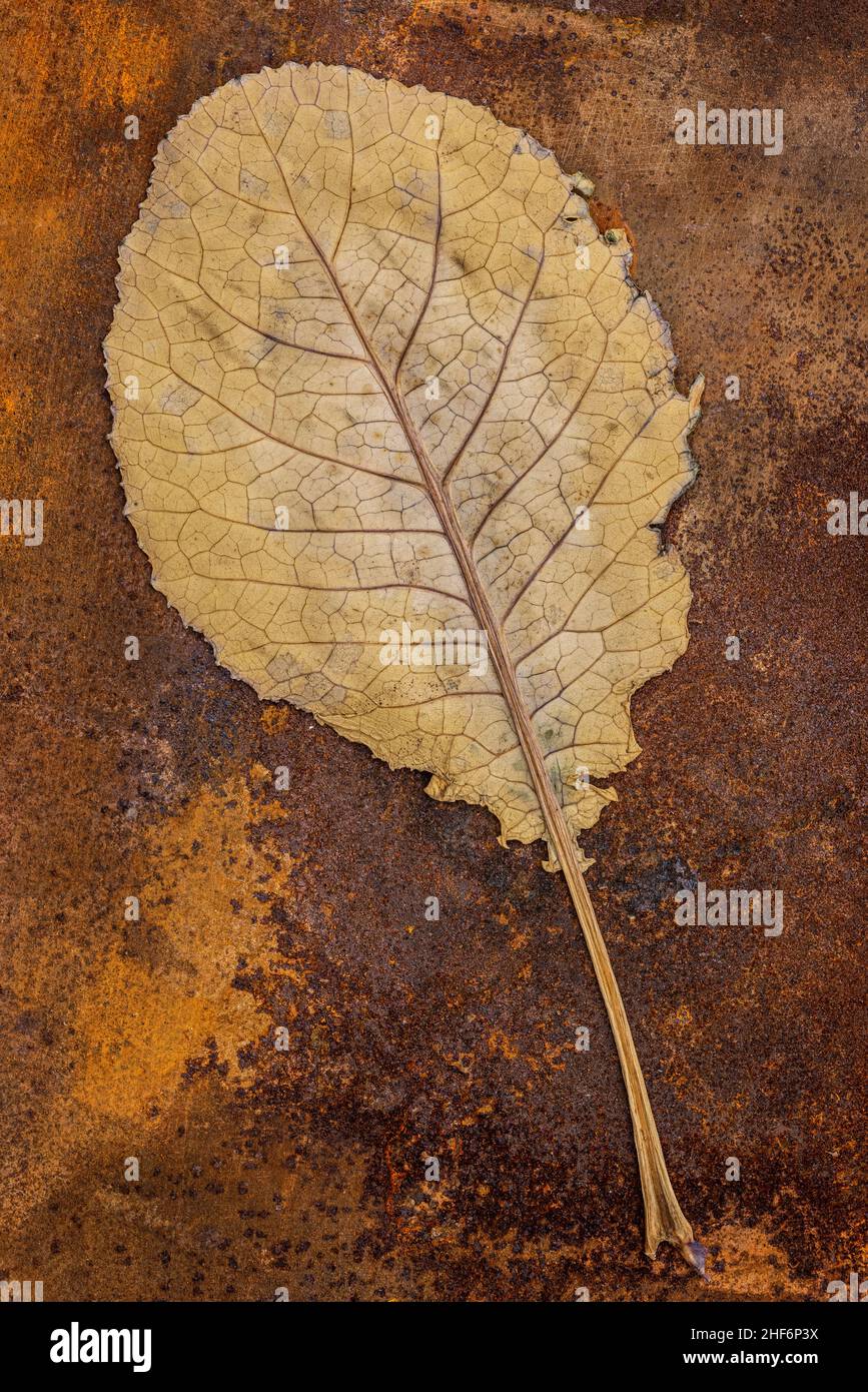 Dried leaf on rusty metal background Stock Photo - Alamy