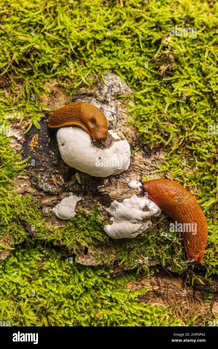 Spanish slug (Arion vulgaris) on a dead tree trunk Stock Photo - Alamy